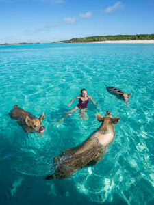 How To Swim With Pigs In The Bahamas At Pig Beach | Ordinary Traveler